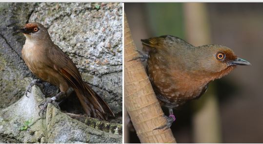 Dua Jenis Burung Poksay Asli Indonesia Yang Terancam Punah Ini ...