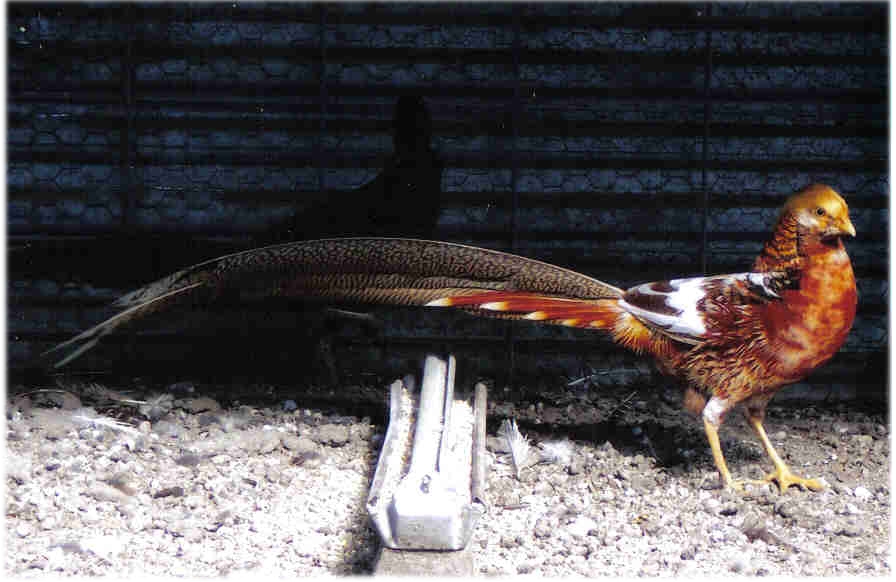 Faisanes: Mutaciones