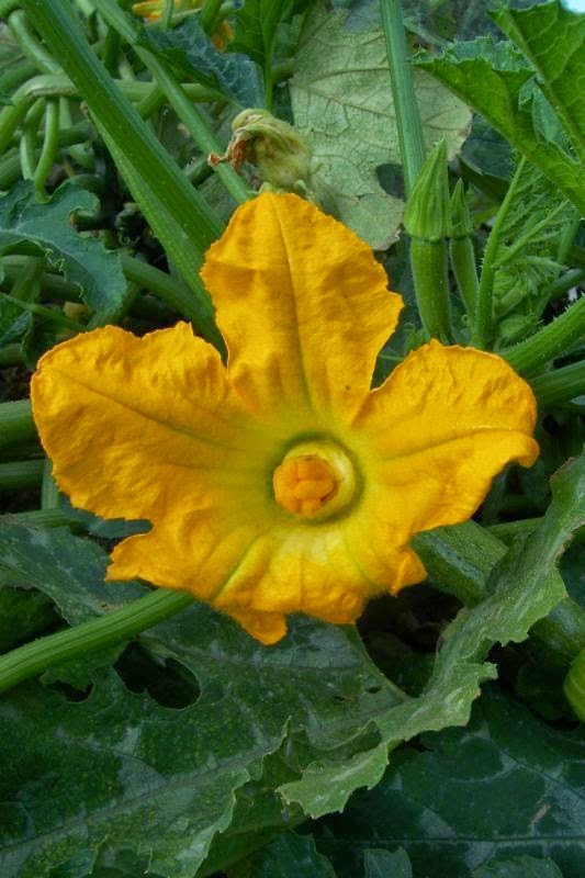 Klasifikasi Labu Kuning (Cucurbita moschata)