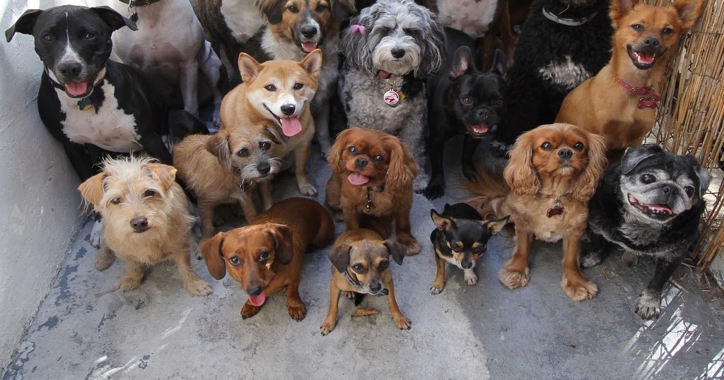 Dog Guides: A Guide For Multi Dog Management