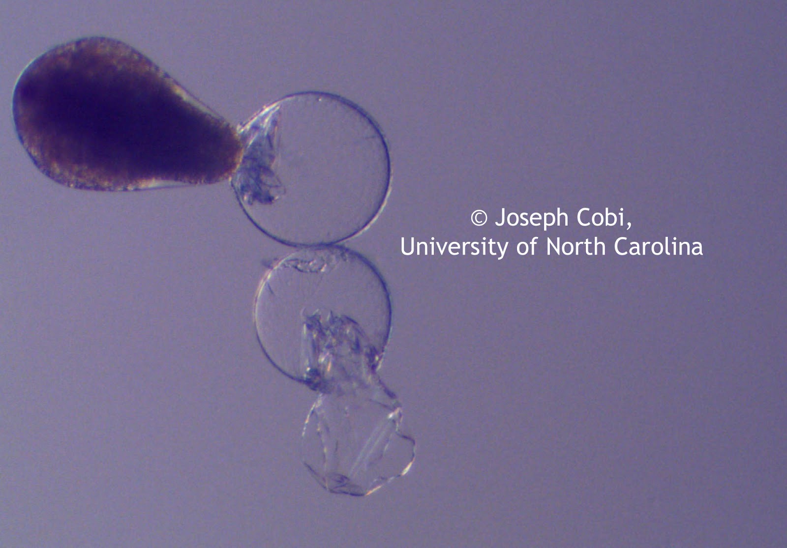 Microscope World Blog: Marine Embryos under Microscope