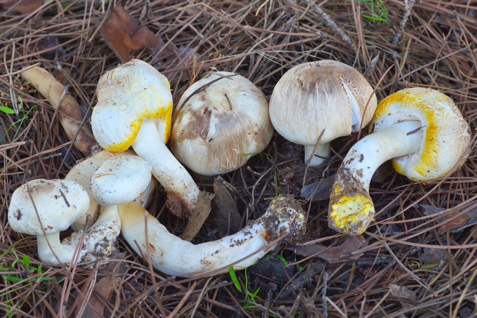 Setas Extremadura : Agaricus Xanthodermus