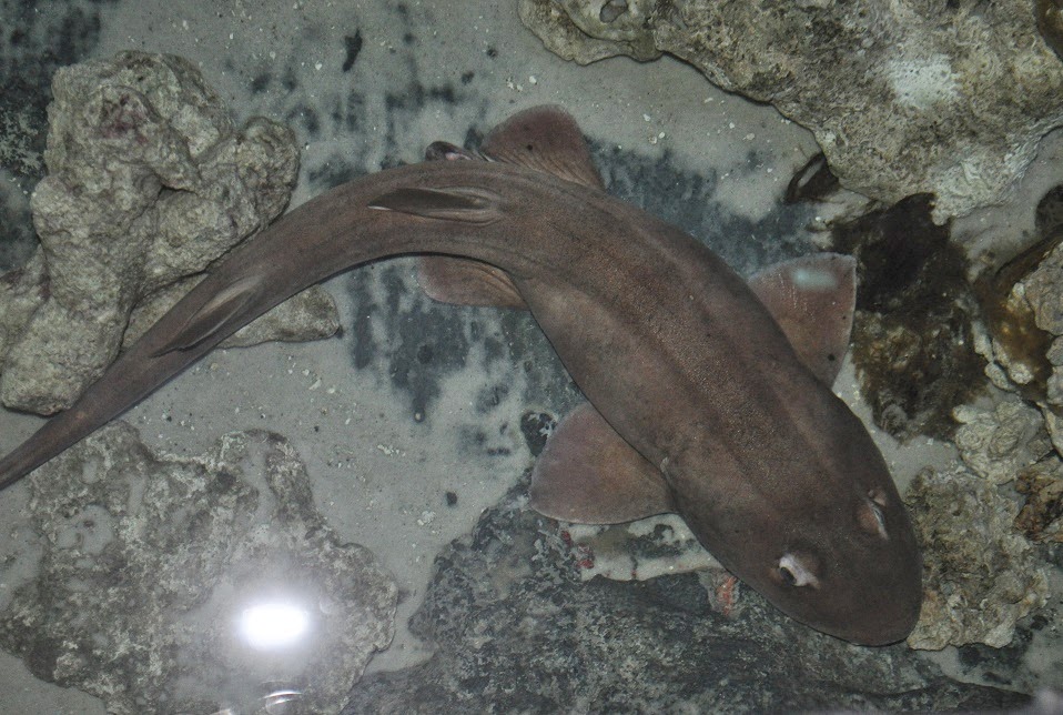 ZOOTOGRAFIANDO (6.096 ANIMALS): TIBURÓN BAMBÚ / BROWN-BANDED ...