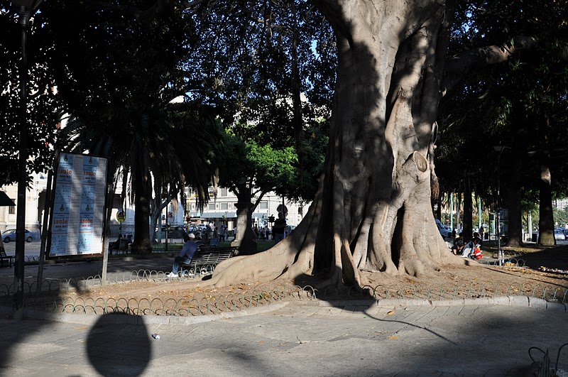 Cagliari in Verde: Il parterre di piazza Matteotti