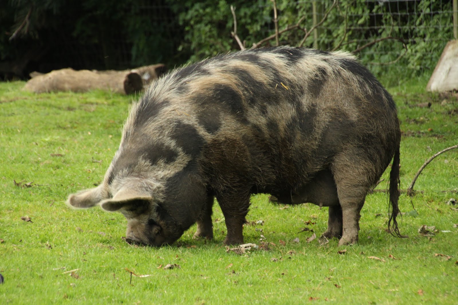 Peach and Thistle: National Museum of Scotland and Edinburgh Zoo