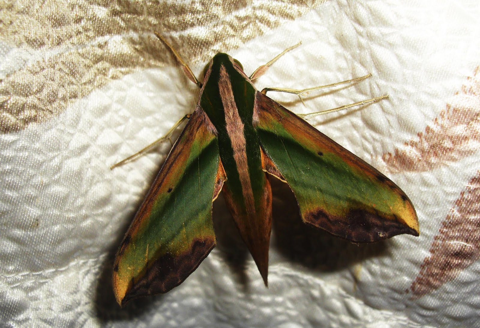 Photography & Me: Green Hawk