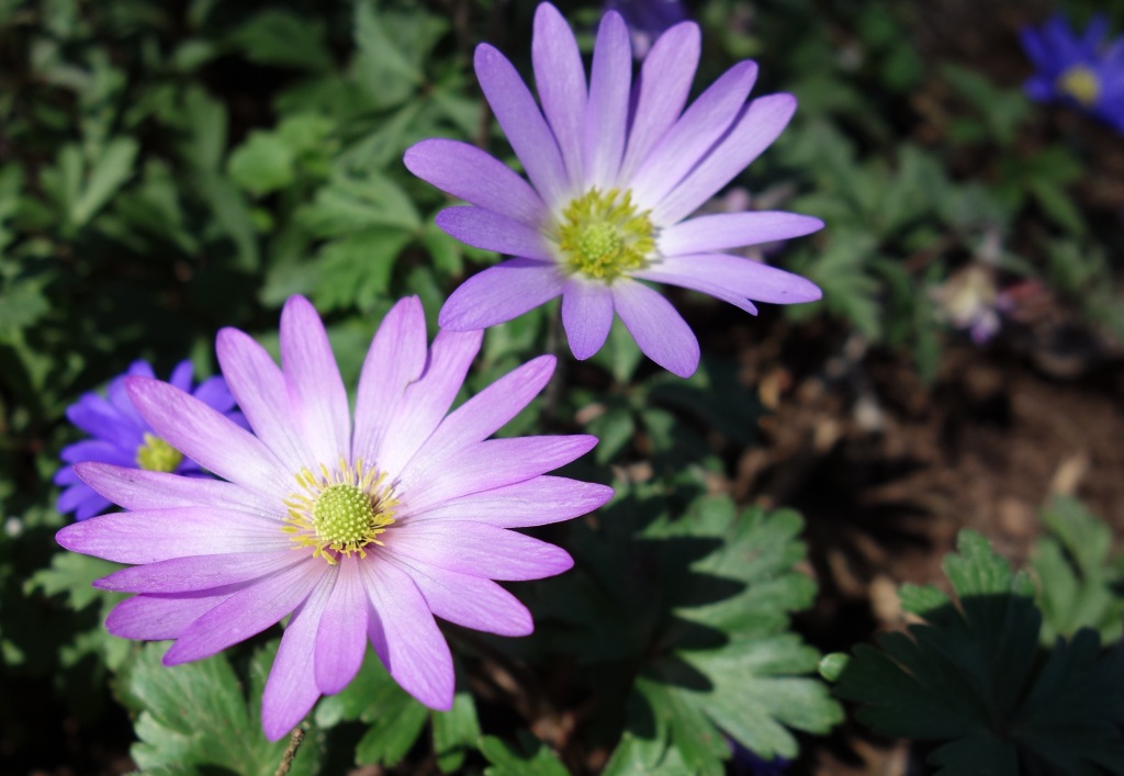మధుర చిత్రాలు: Spring Blooms - 8 - Grecian Windflower (Greek Anemone)