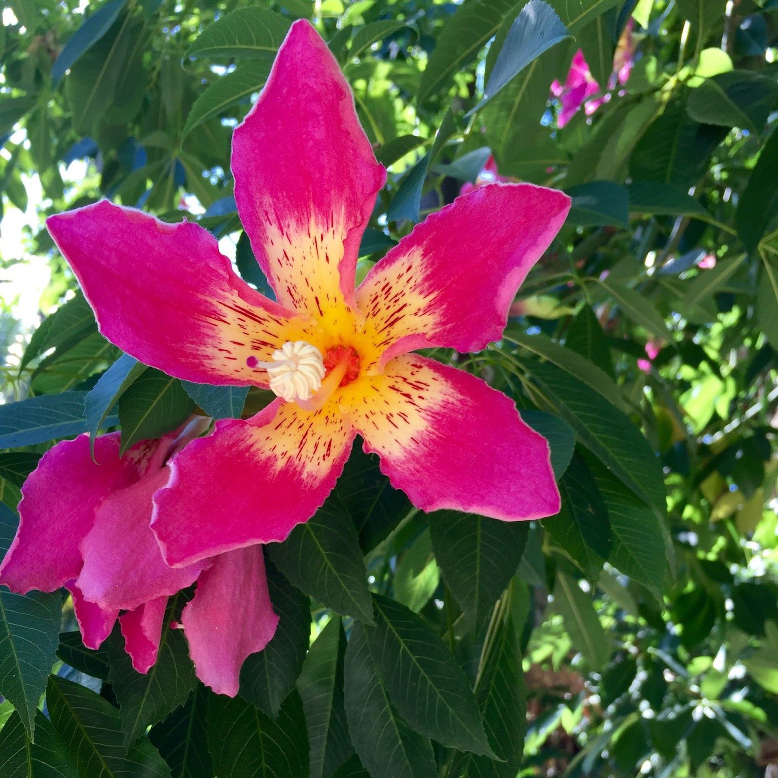 Paineira-rosa - Ceiba speciosa