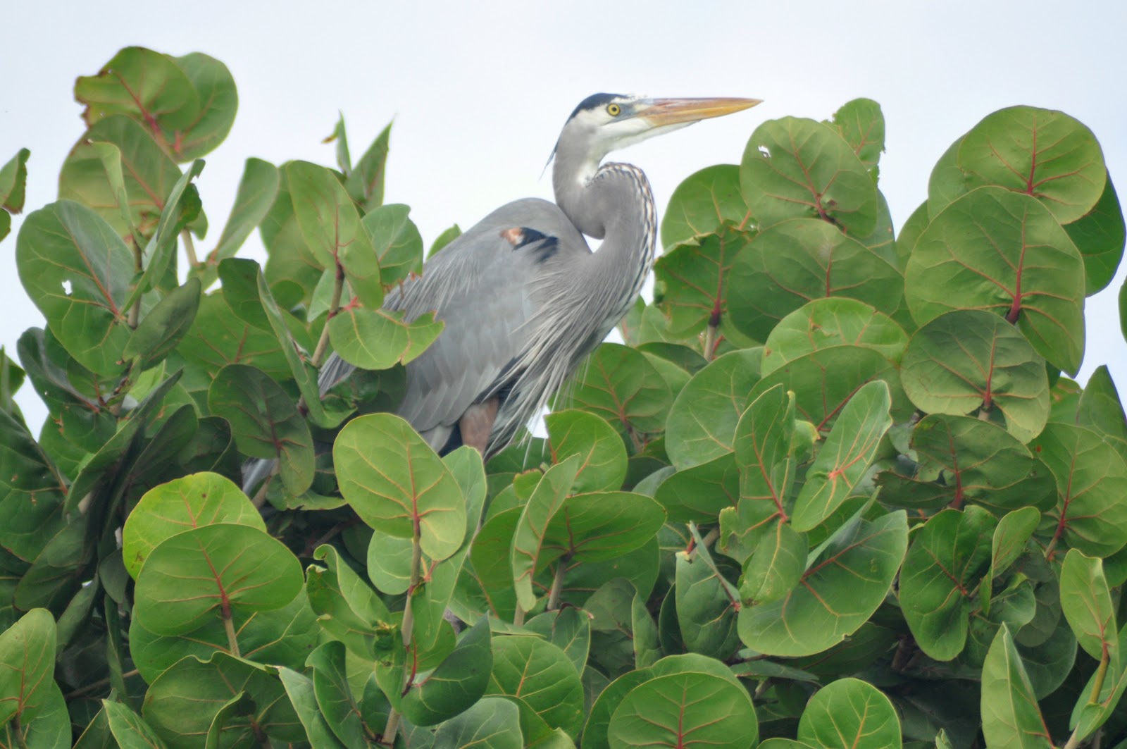 Magnum Arts: Island In The Stream - Three Rookers