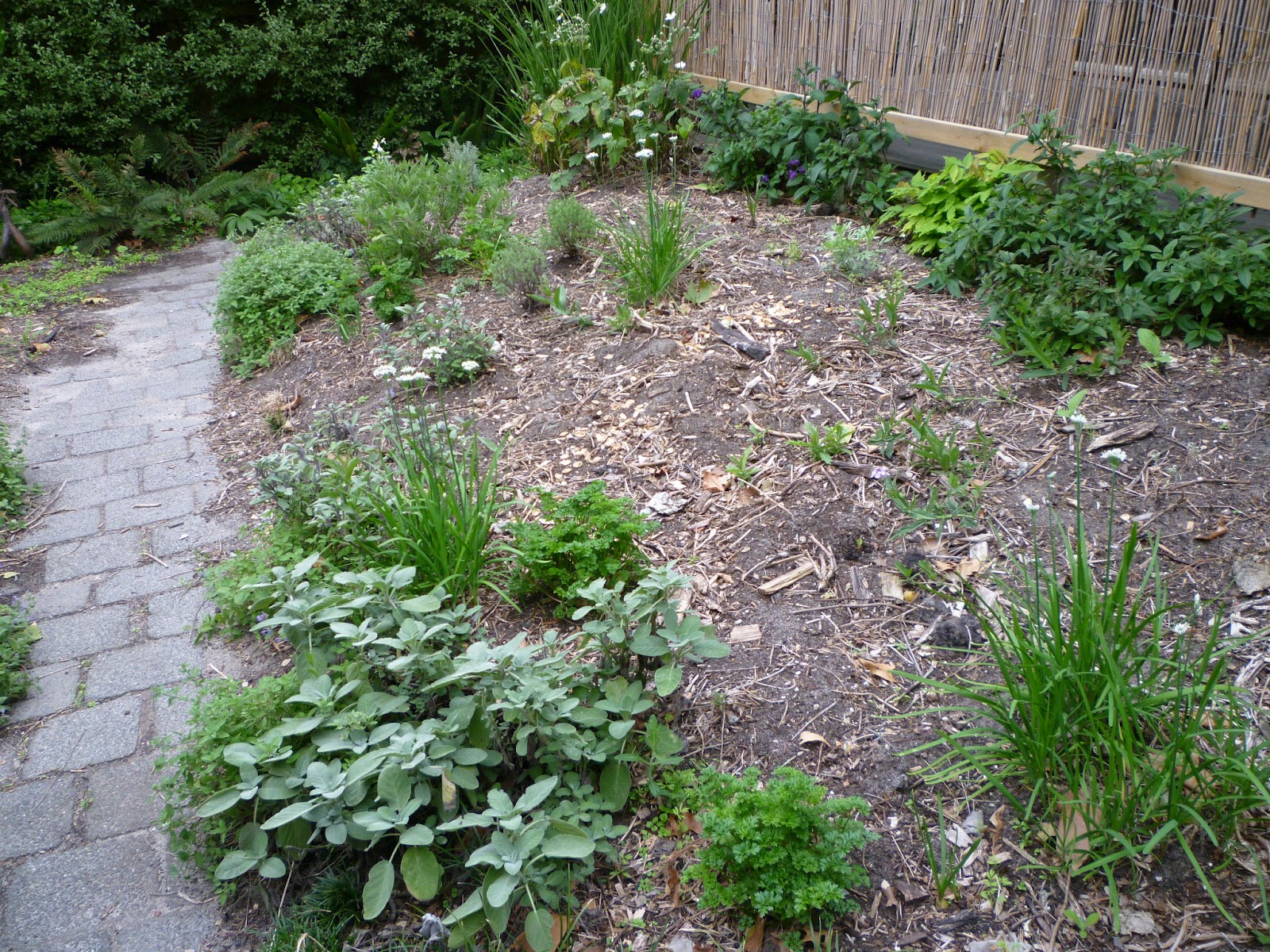 kind of garden bloggers bloom day March 2012