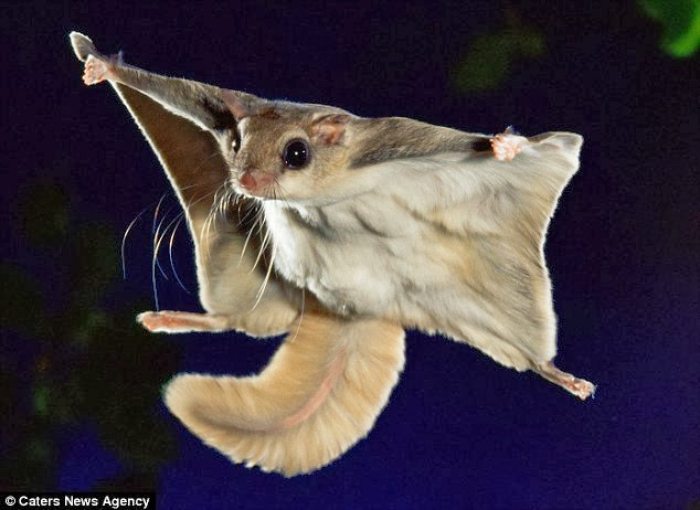 Jenis-Jenis Tupai : Tupai Terbang (Flying Squirrel)
