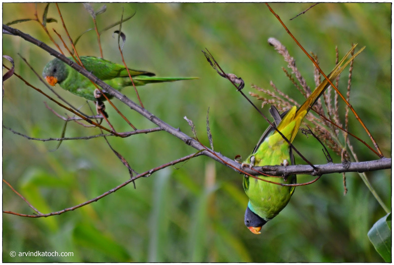 Rose-ringed (Indian) Parakeet (Parrot) Pictures and Detail (Psittacula ...