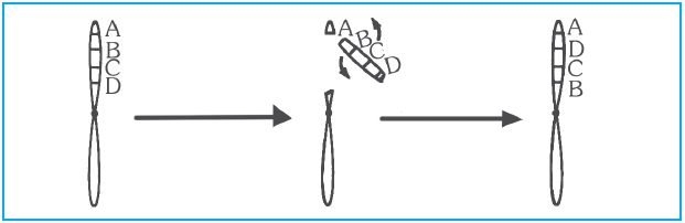 Mutasi Kromosom ~ Kang Biology