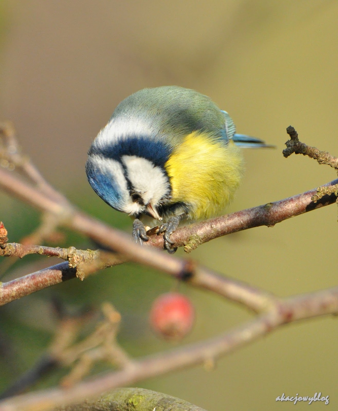 Modraszka zwyczajna czyli sikora modra. | A k a c j o w y B l o g - w ...
