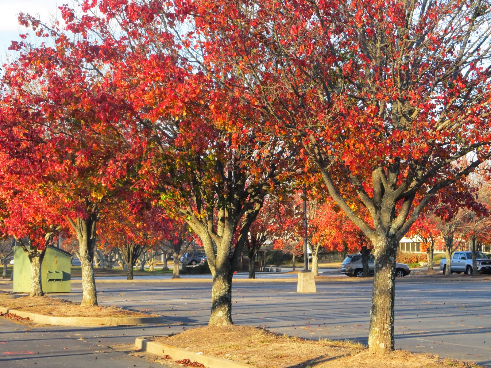 Georgia Girl With An English Heart: Georgia In November