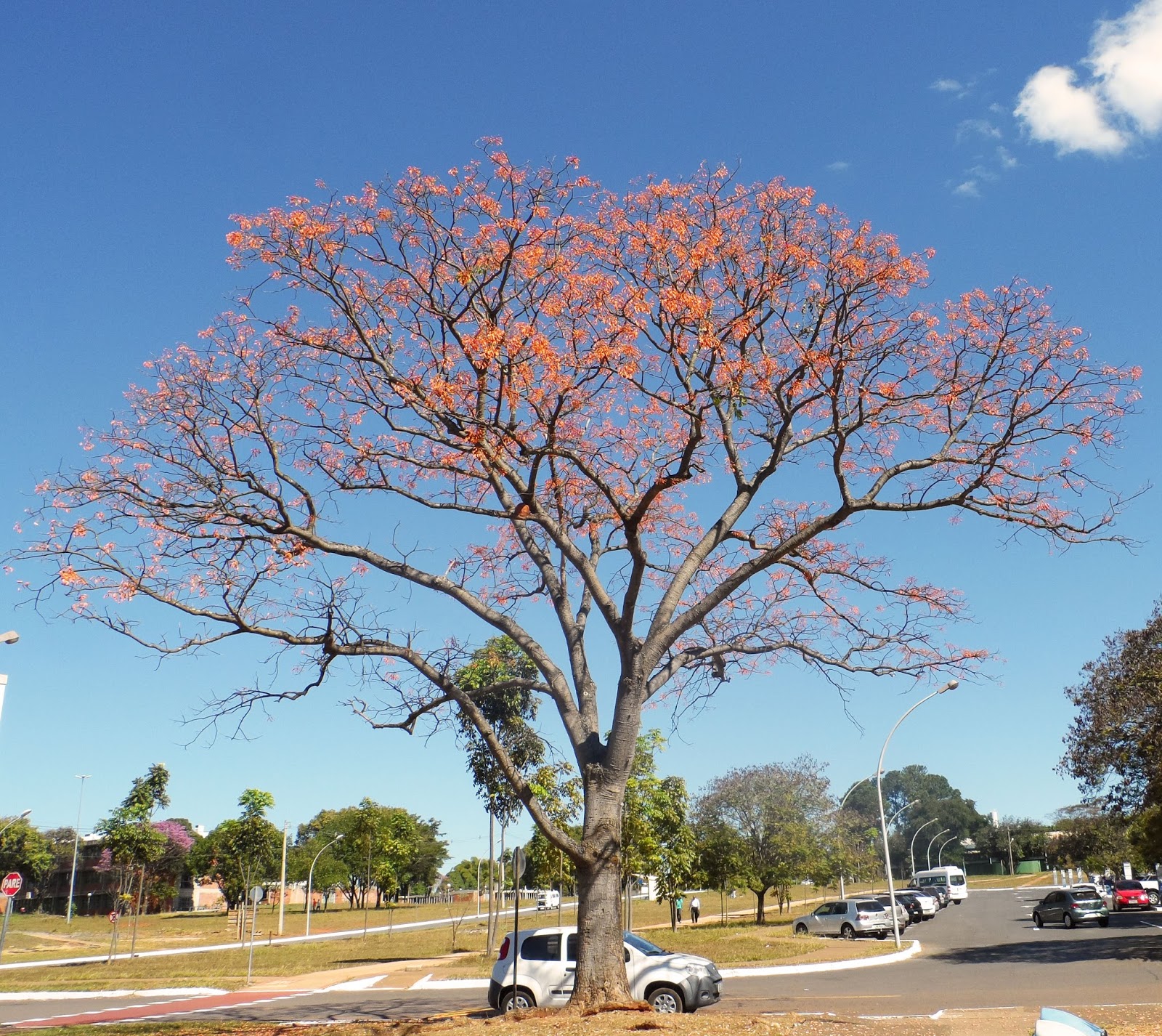 Mulungu-coral (Erythrina verna Vell.) | A planta da vez