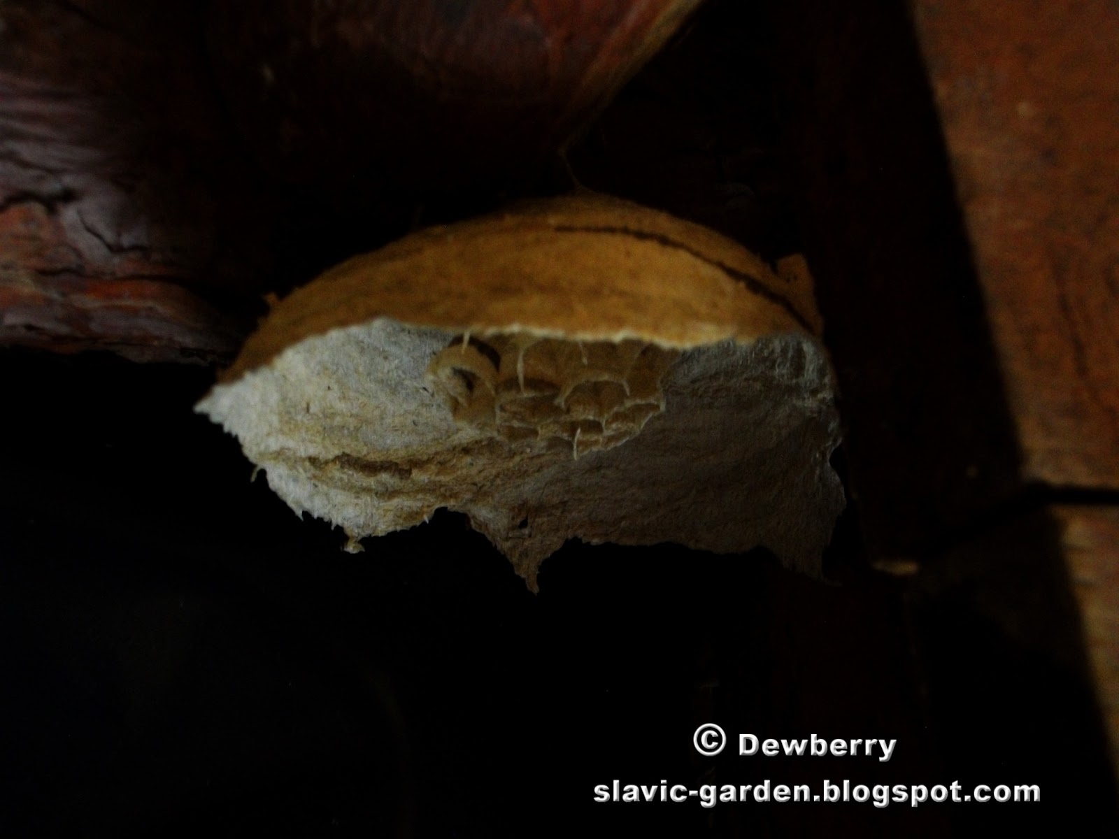 Slavic Garden - Słowiański Ogród: Wasps and hornets nests in our tool ...