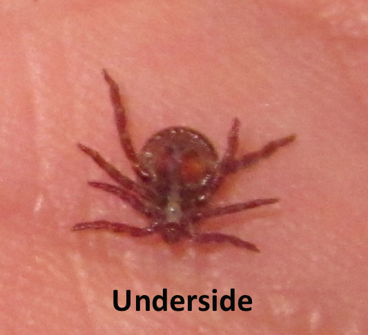 Mackay, Idaho 83251: Ticks Abound in Mackay, Idaho - April 21 2012