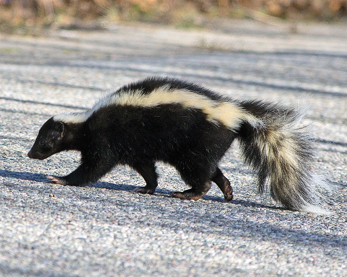 Wild in Pictures: Pepe' Le Pew
