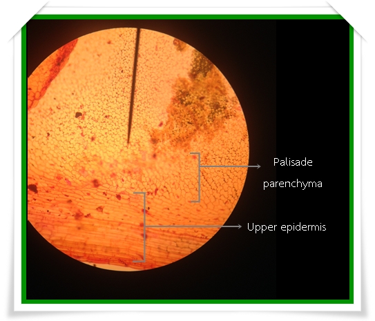 My tree: พริกขี้หนู (Chilli Padi)