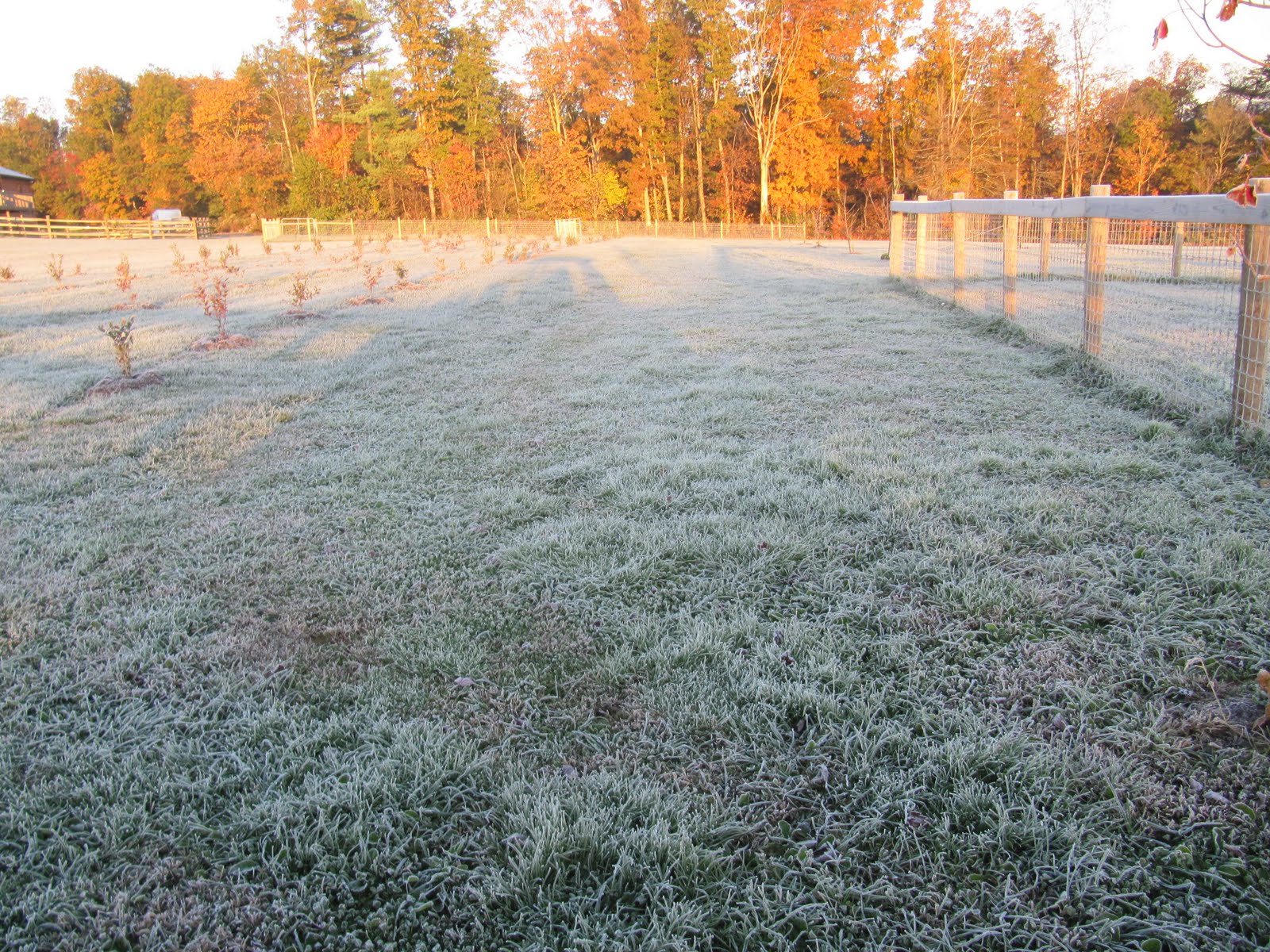 First Frost