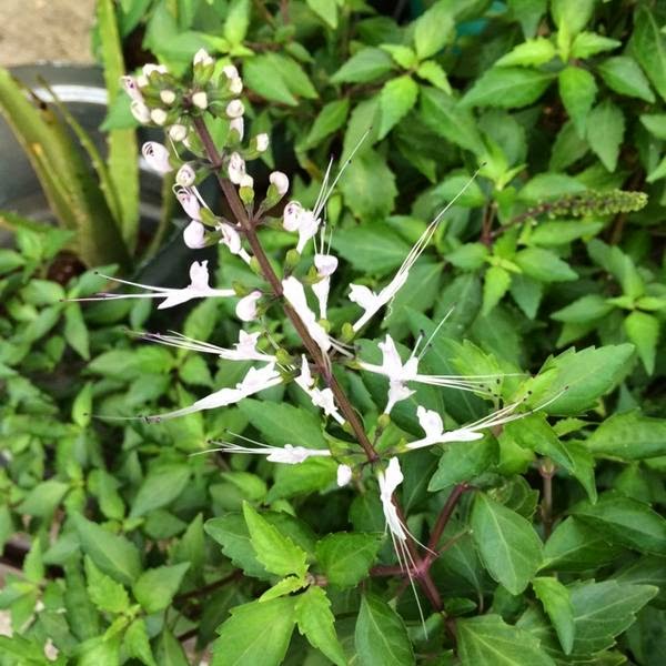 My World..... My Journey..... : Bunga Kumis Kucing... Tanaman obat di pot.