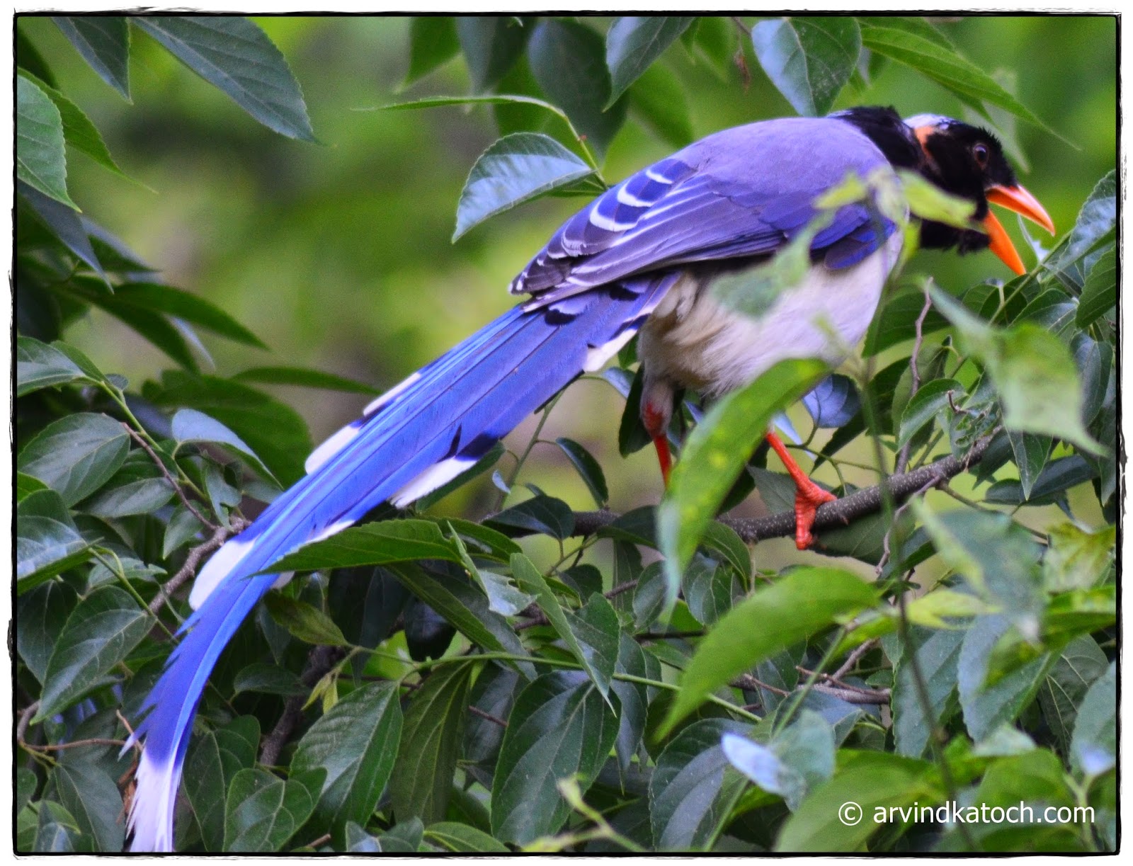 Red-billed Magpie (Urocissa erythrorhyncha) Pictures and Detail