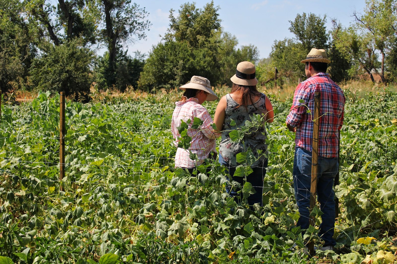 Savouring the Seasons: Farm Tour