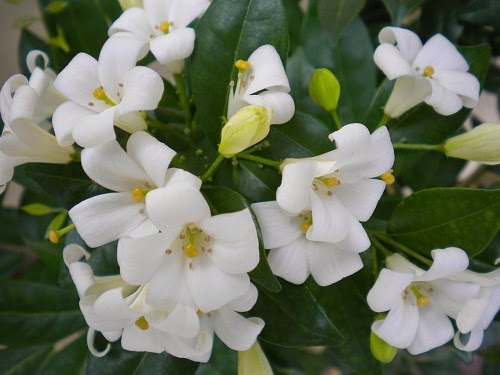 Khasiat Kemuning untuk Mengobati Penyakit - kesehatanpedia