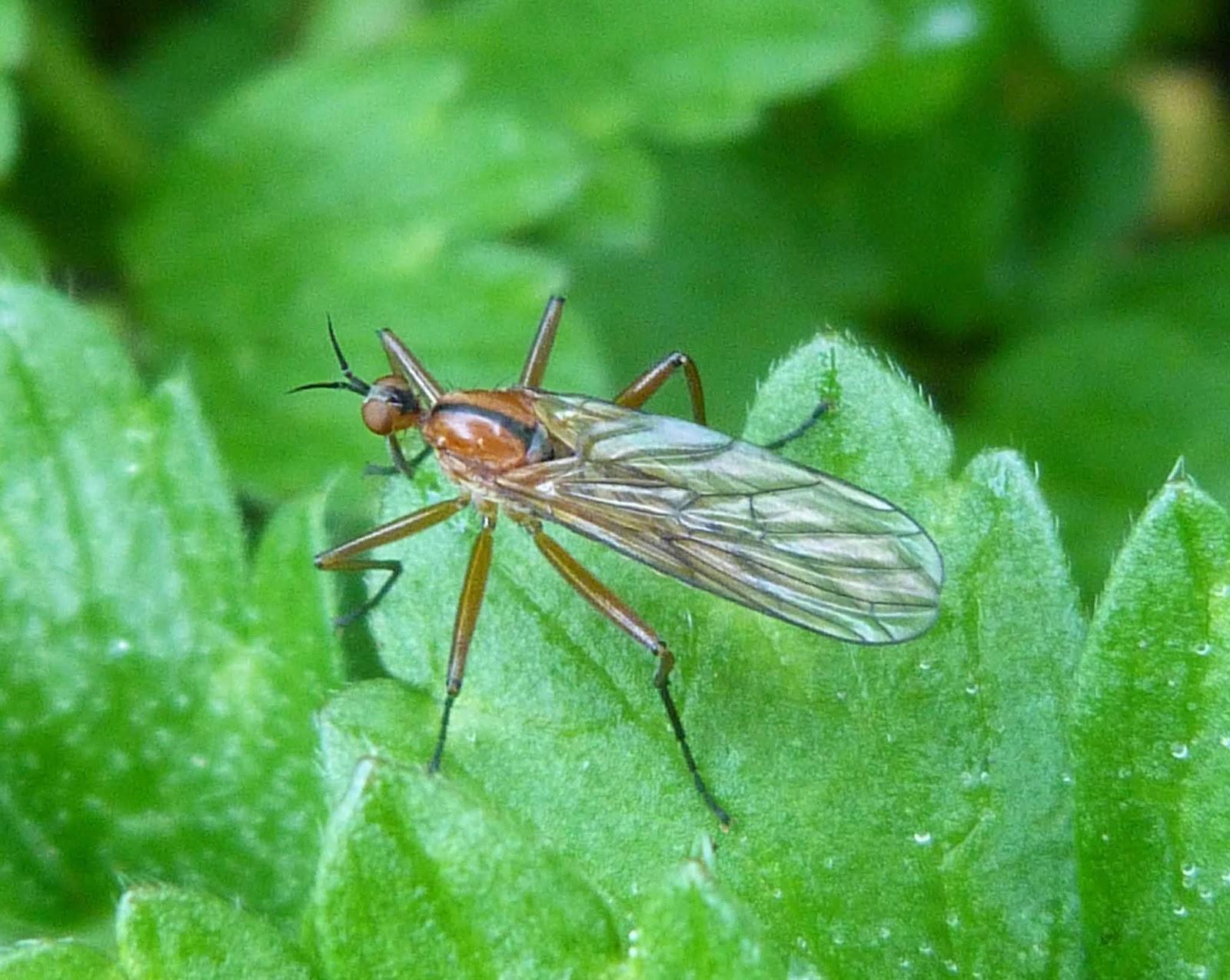 Insects of Scotland: Dance/Dagger Flies