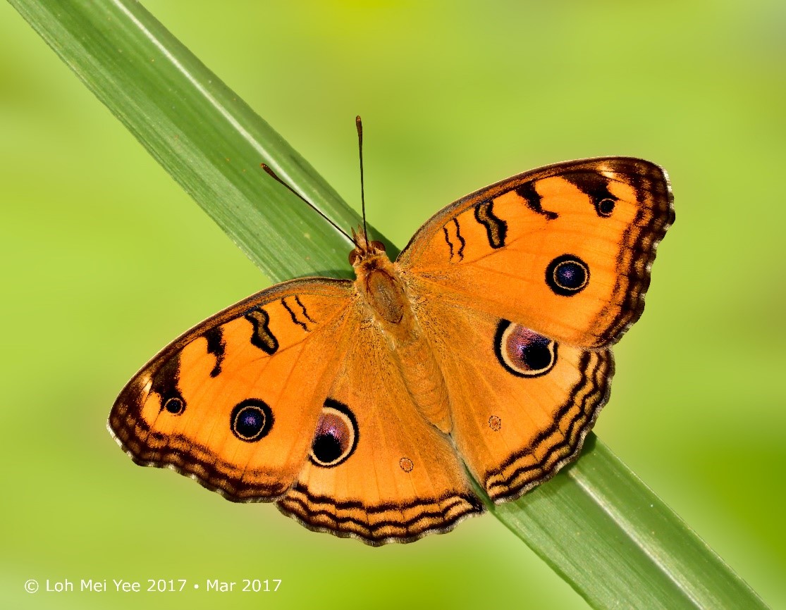 Butterflies of Singapore: Butterfly Photography Series
