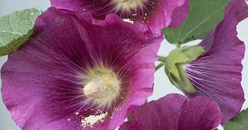 Flower of Fame: Rosa stockrosor