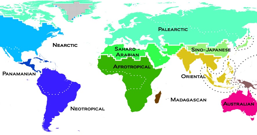 Species New to Science: [Biogeography • 2013] An Update of Wallace's ...