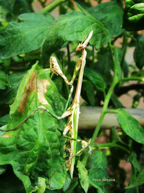 La Rioja de la A a la Z: EMPUSA PENNATA - Mantis palo