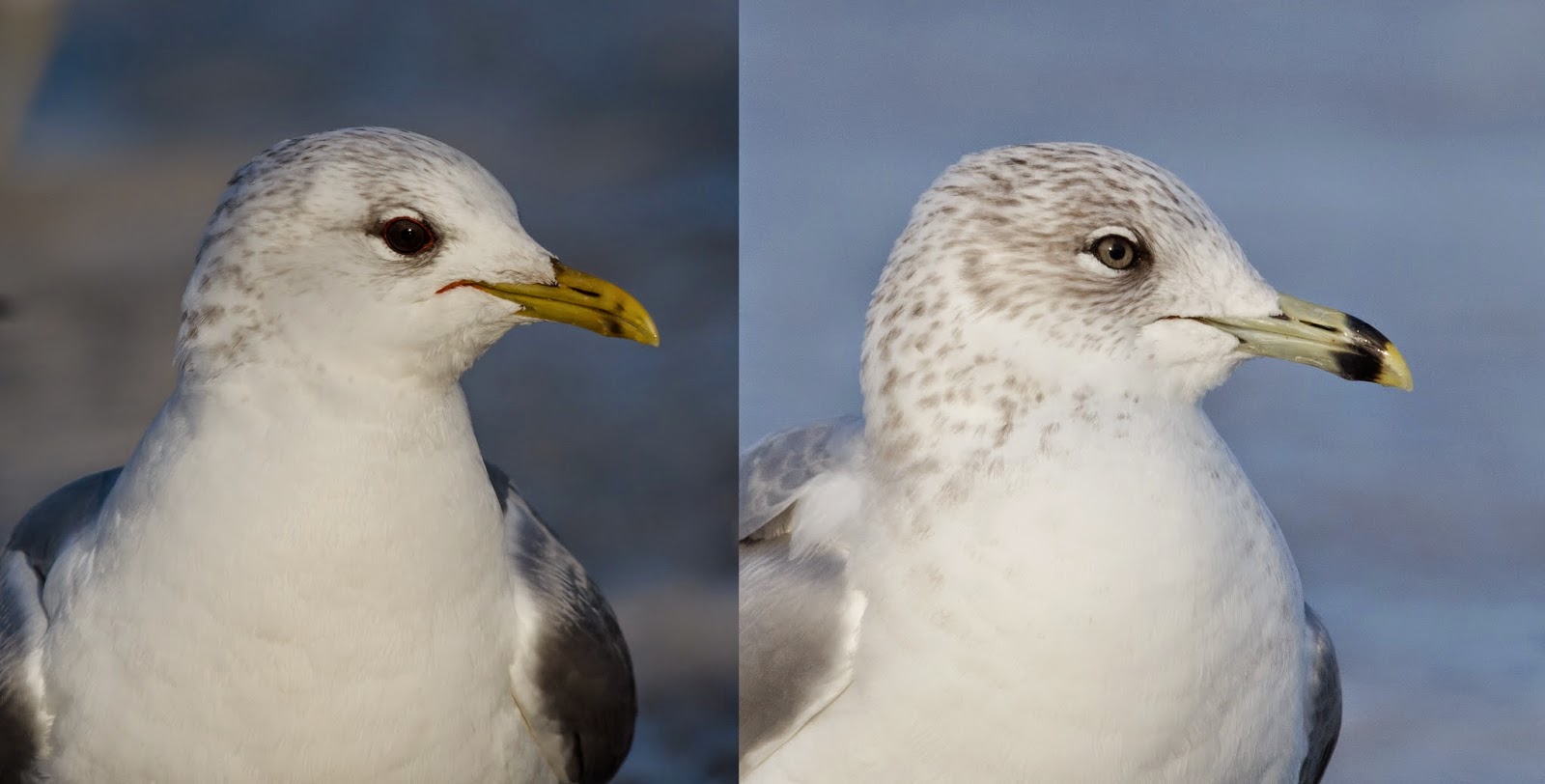 Alix Arthur d'Entremont: Common Gull