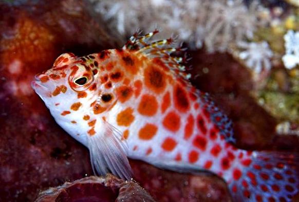 Marine Life: Coral Hawkfish