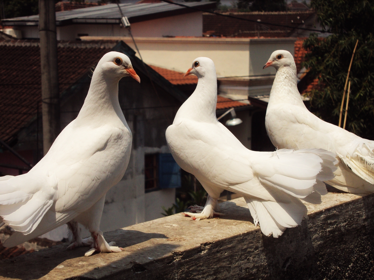 toko bagong farm: MERPATI KIPAS PUTIH//PERSI PUTIH/WHITE FAN TAIL