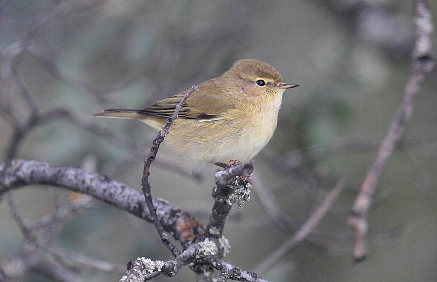 Simon and Karen Spavin: Spanish Birds