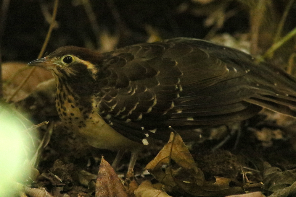 Birding Berrien and Beyond: Pheasant Cuckoo