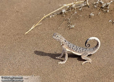 Real Monstrosities: Secret Toadhead Agama