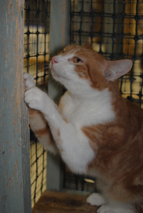 RAPS Cat Sanctuary » Tang