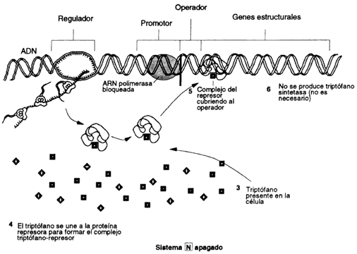anonymous_biologist: Operón de Triptófano