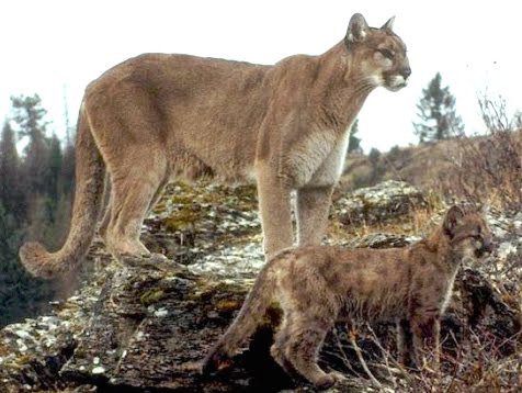 Cultura Guaraní: El puma