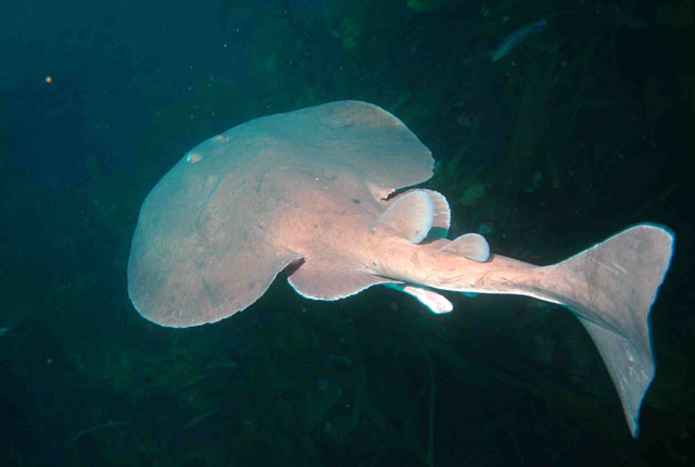 Artes de Pesca: VAMOS A PESCAR TORPEDINIFORMES (Rayas Electricas)