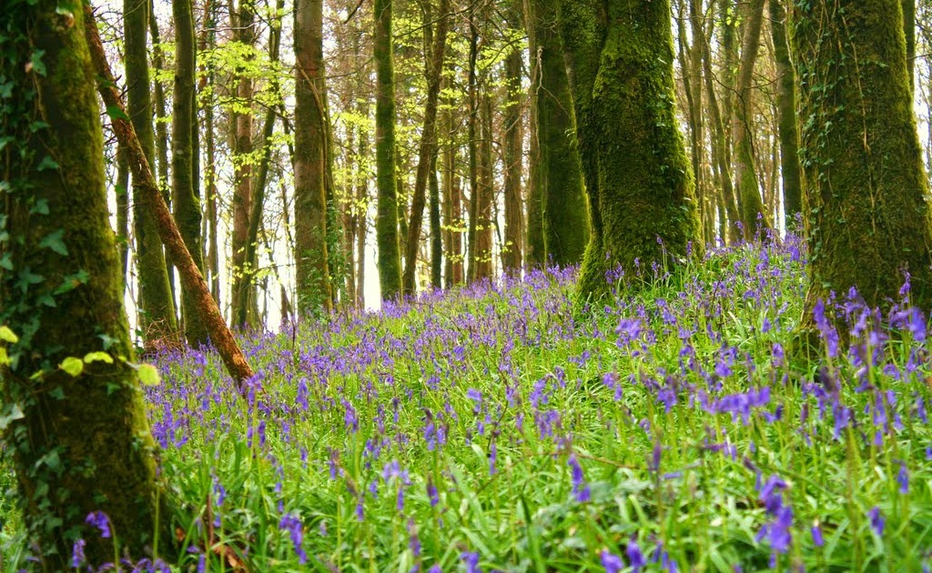 nefaeria: Luverly of the Week: Pretty Irish Woodland by kenpower