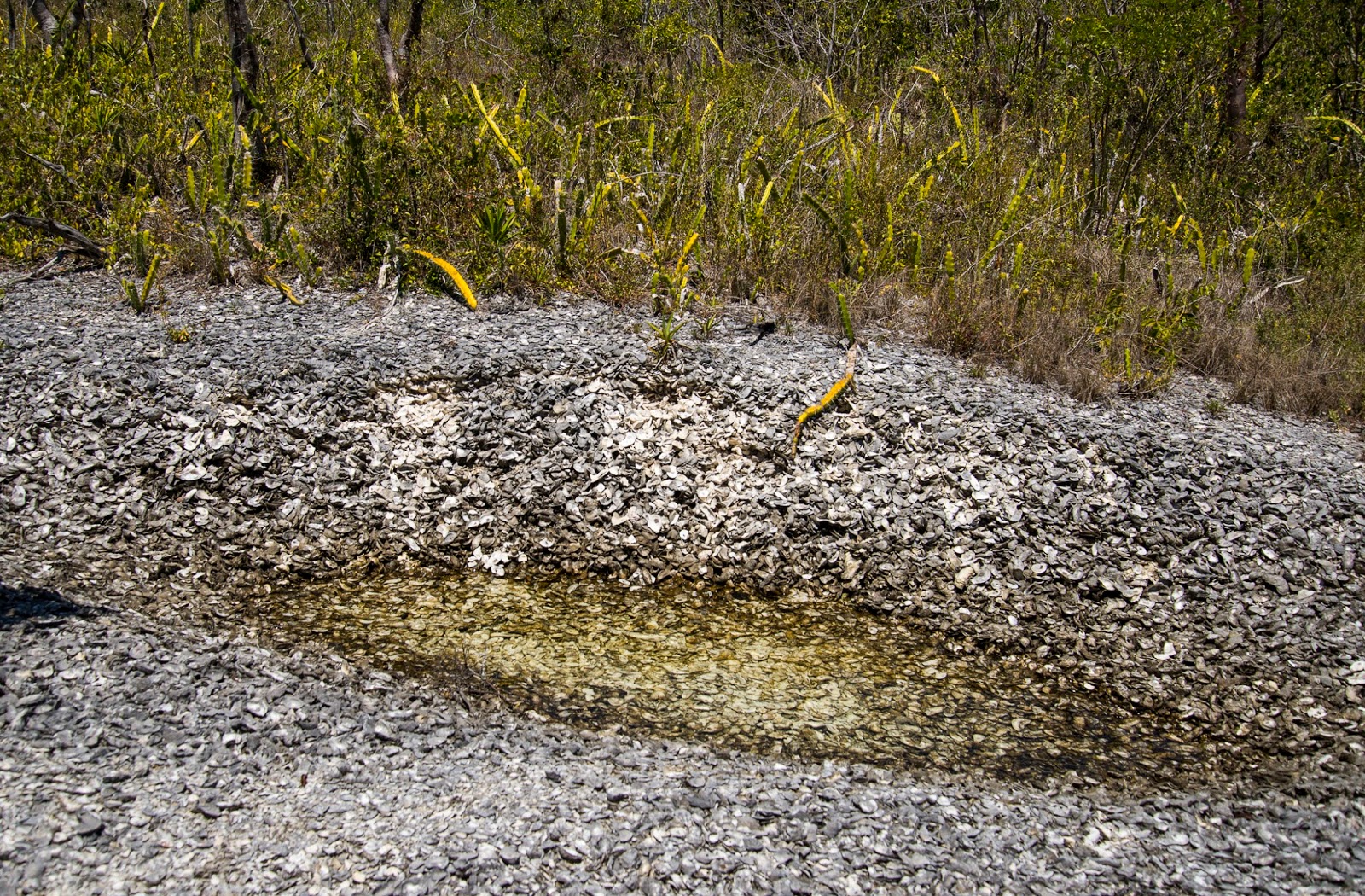 Florida Gunkholer: Dismal Key: One Very Different Island Among Ten Thousand