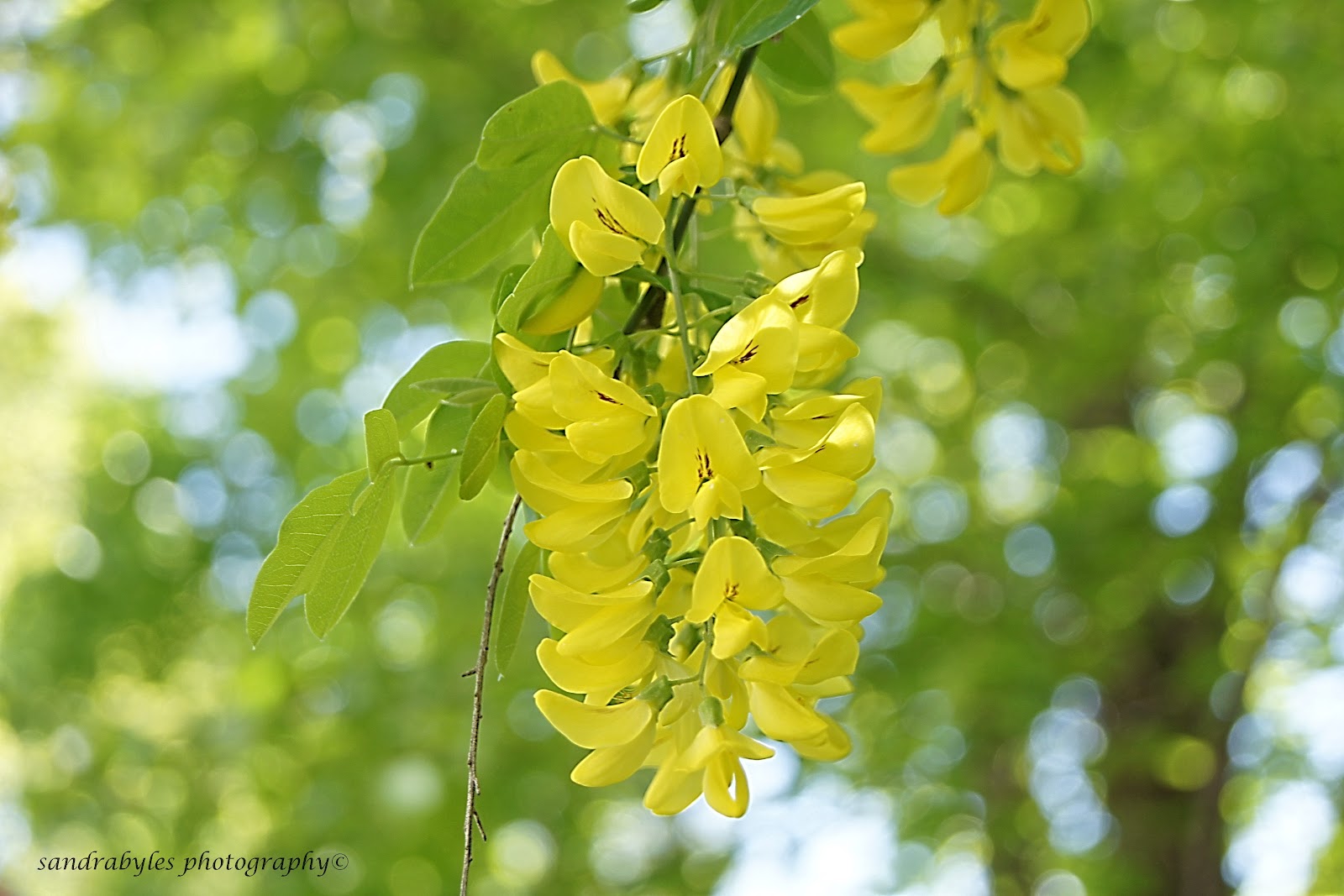 Laburnum - Reflections and Nature