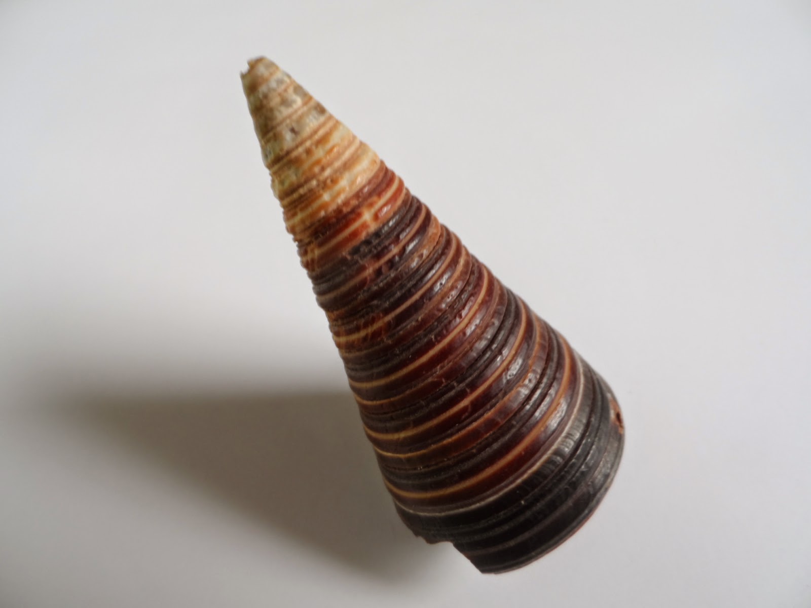 conchas y caracoles: Telescopium telescopium