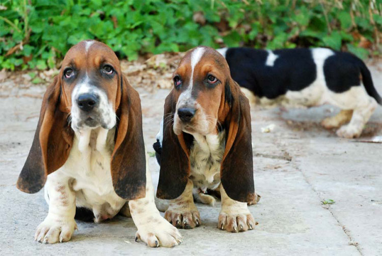 EL PERRO MAS... DEL MUNDO: EL PERRO MAS BONITO DEL MUNDO