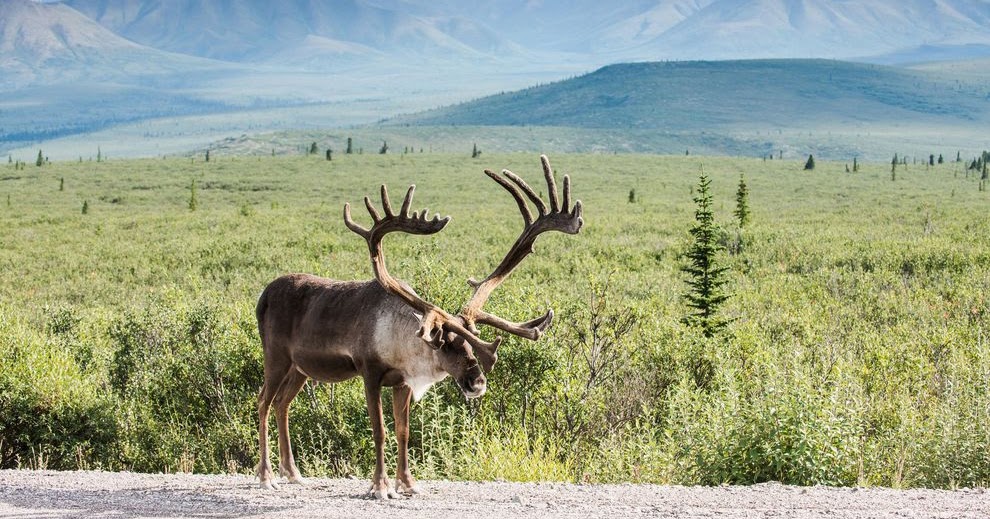 Elgrannino.net: ¡LAMENTABLE! Rebaño de caribúes en Alaska sufren de una ...